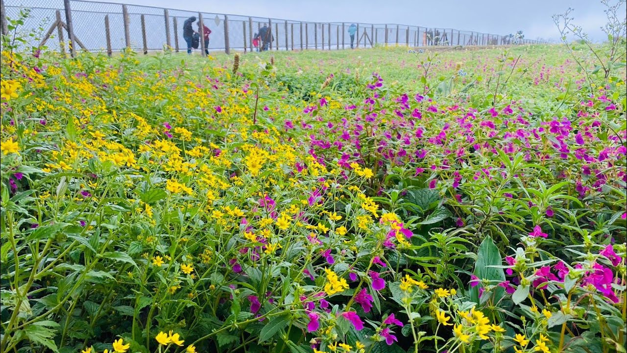 Kaas Plateau of flowers 2022, no flowers this season yet, rains/cold ...