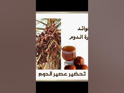 شجرة الدوم وفوائد الثمرة العظيمه لتلك الشجرة - YouTube