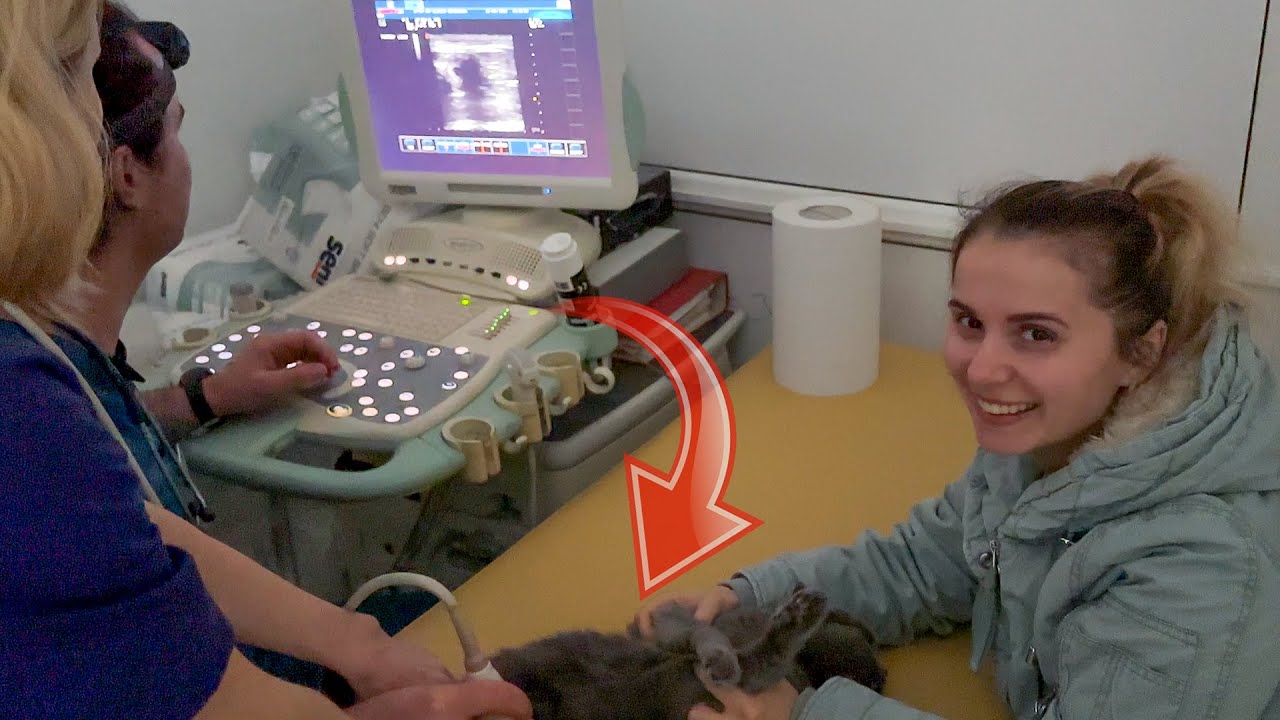 Cu MIA la Ultrasonografie 😂🙃 Asteptam Bebelusi? - YouTube
