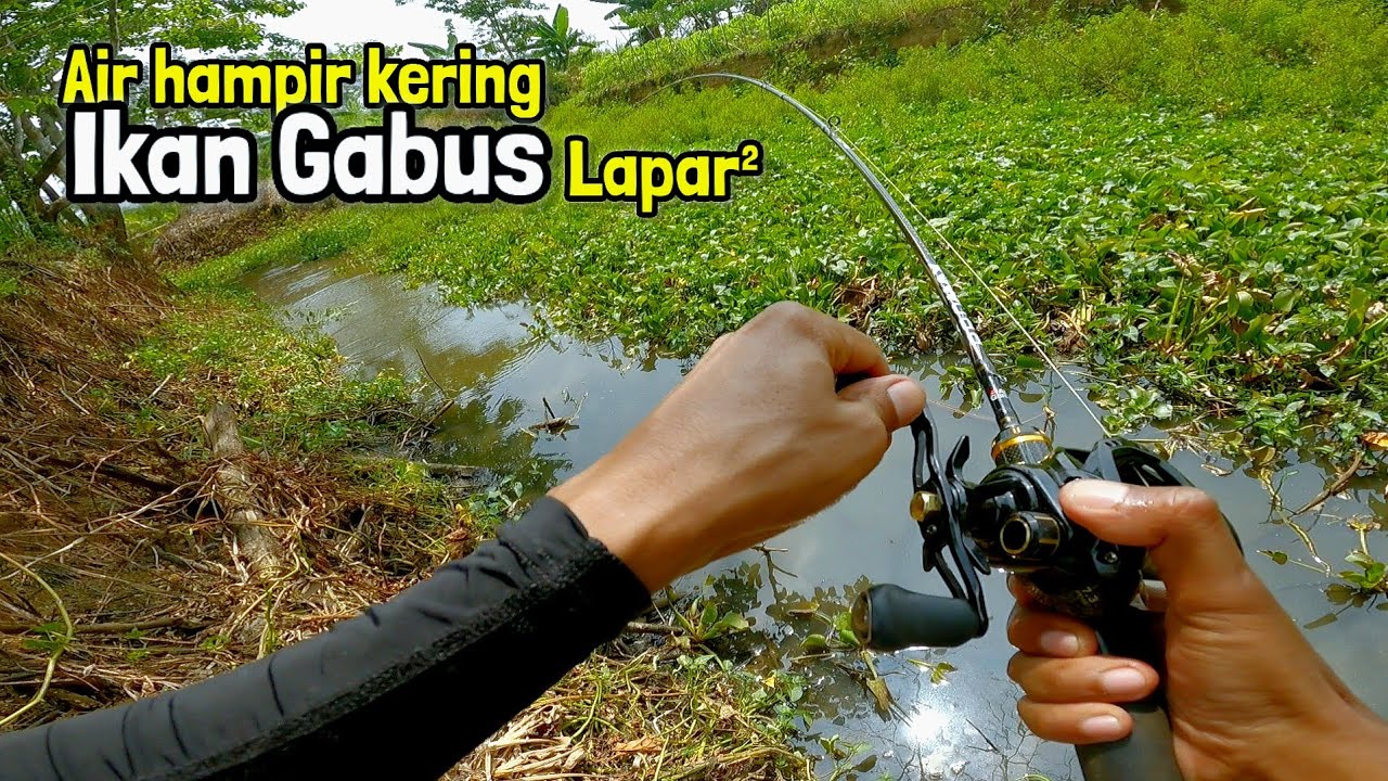 Casting ikan gabus di spot yang hampir kering ikan gabus nya kelaparan ...