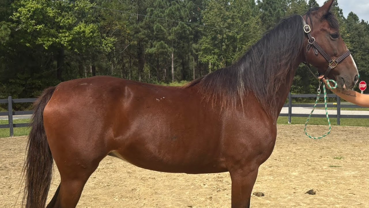 Dutch riding - YouTube