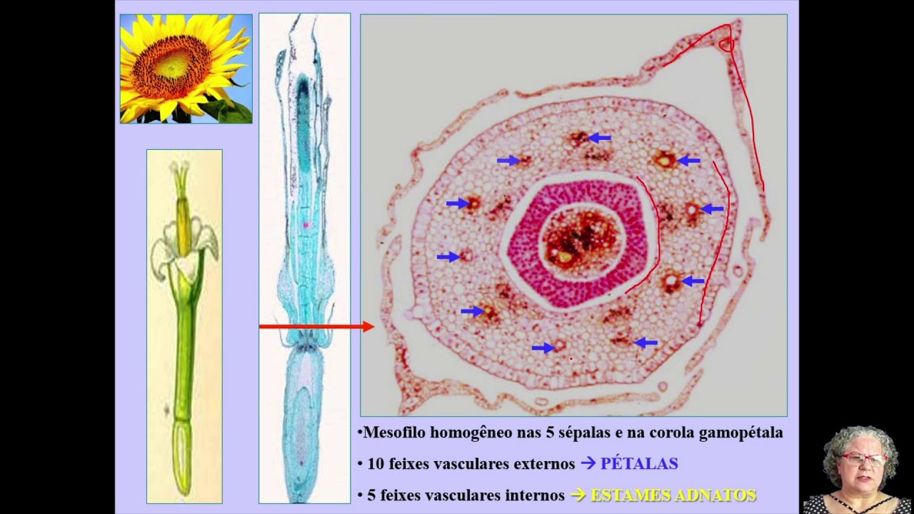 Anatomia das flores e seus verticilos - YouTube