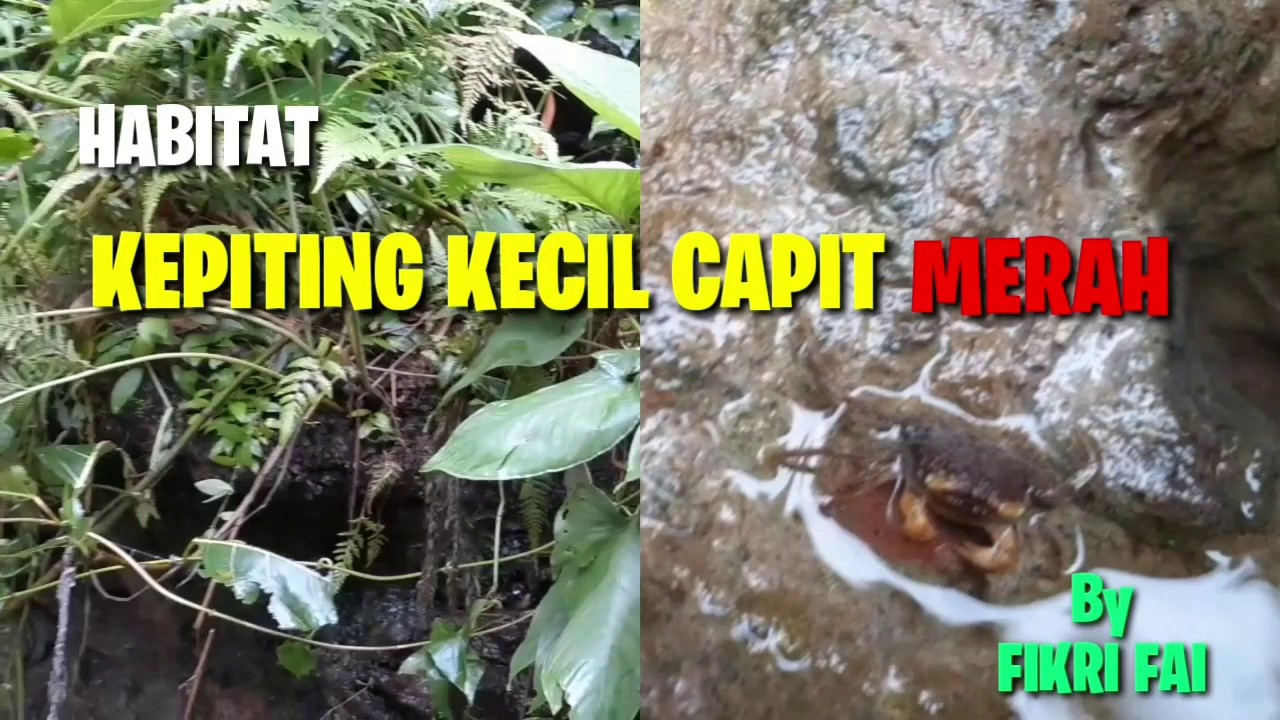 Kepiting Kecil Capit Merah - YouTube