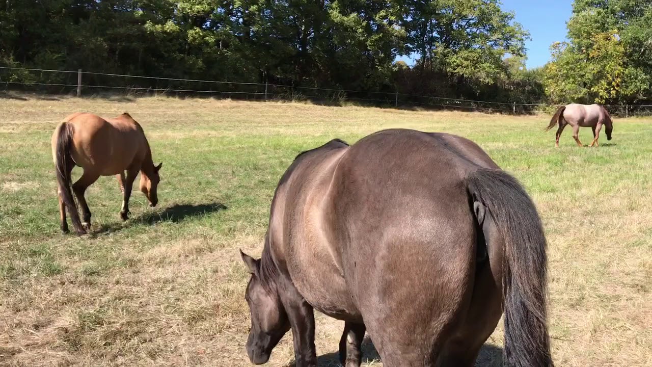 Nouveau parc Dona mc ranch - YouTube