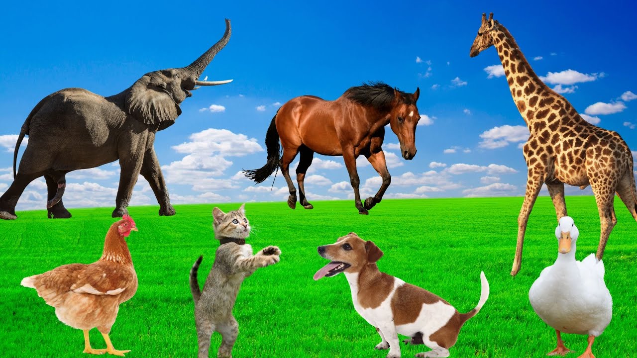 Joyful Animal Sounds - Dogs, Elephants, Horses, Cats, Ducks, Chickens ...