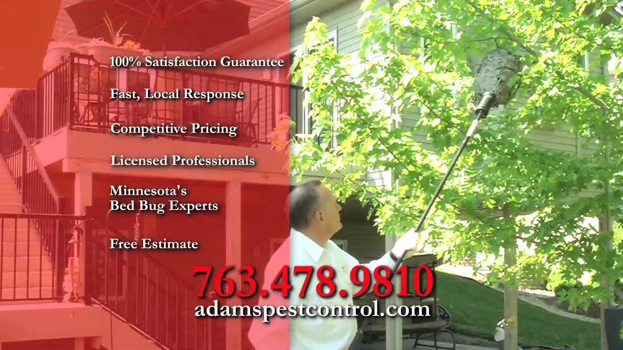Adam's Pest Control Bee 30 Second Commercial - YouTube