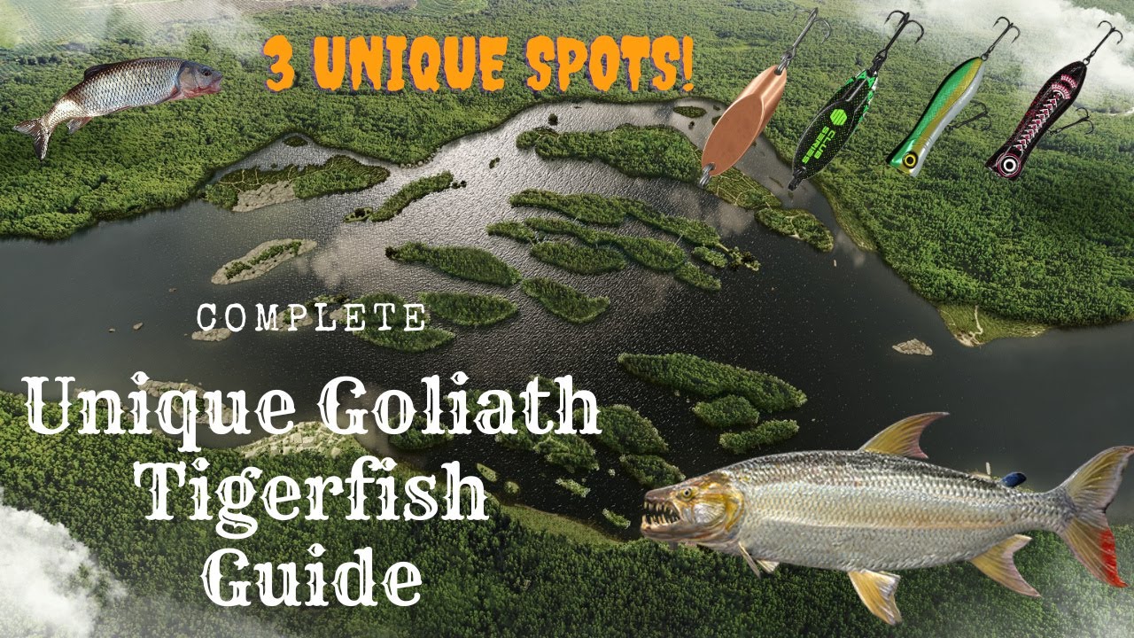 Complete Unique Goliath Tigerfish Guide | Congo River | Fishing Planet ...