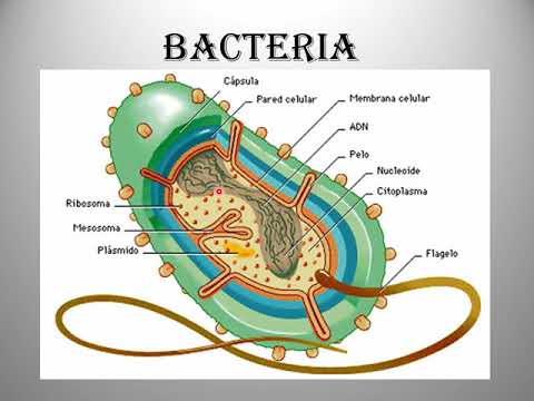 CELULAS PROCARIOTAS (BACTERIAS) - YouTube