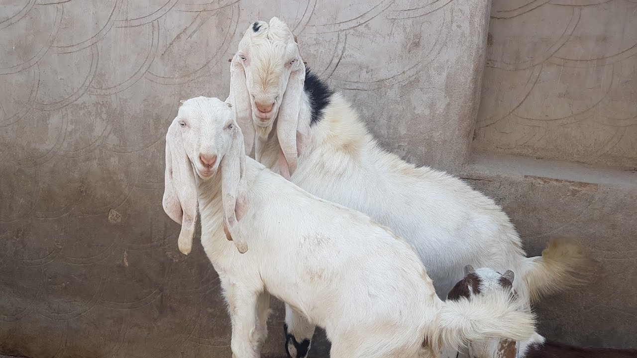 Boer Patira Hyderabadi At 2210 Goat Farm. - YouTube