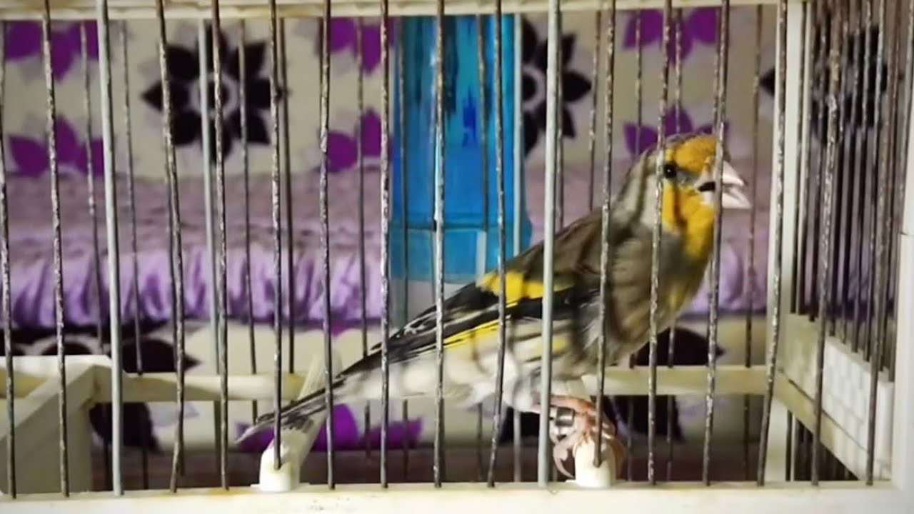 Goldfinch mule’s (hybrid) singing | bird goldfinch song / bird chirping ...