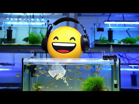 Akvaryum Yavru Doldu - Danio Zebralar Yavruladı