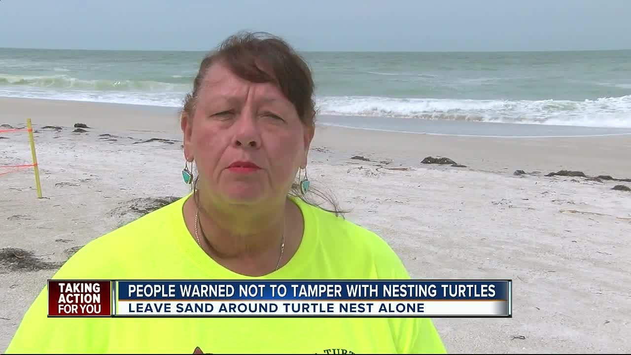 Tourists warned not to tamper with nesting turtles on Anna Maria Island ...