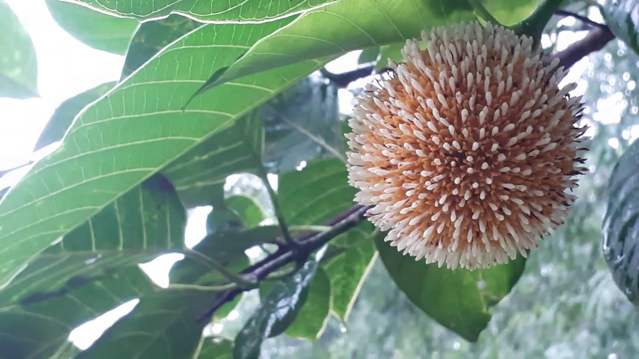 Kadamba Fruits, bark- Ayurveda uses - YouTube