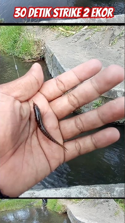 30 detik Strike 2 Ikan - Mancing Uceng Di selokan kecil #mancingucengkali #microfishing #shorts ...