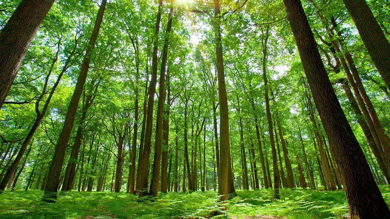 Calmemos su alma cansada con música relajante y sumérjase en el bosque ...