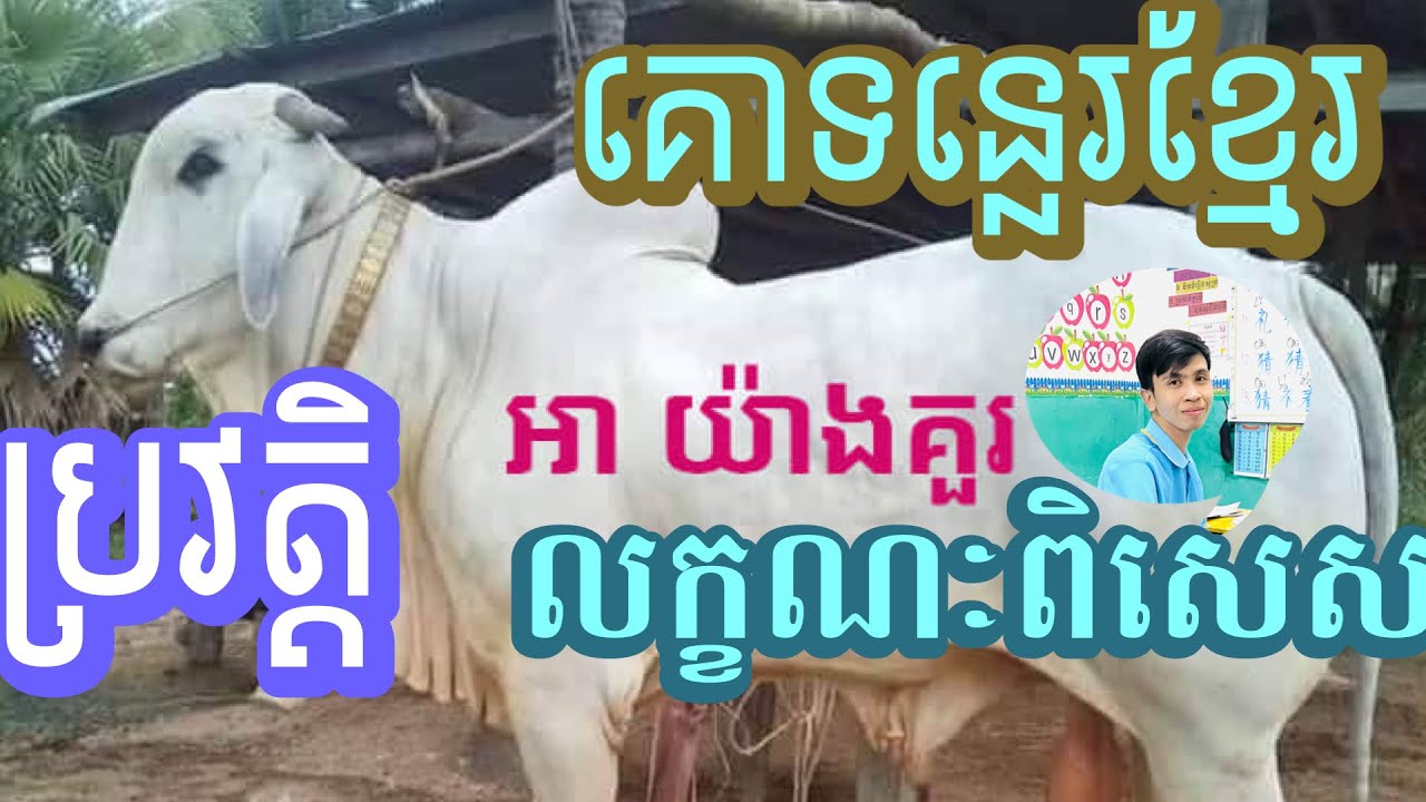 Ep:119 តើប្រវត្តិគោខ្មែរប្រភពមកពីណា? Where does the history of Khmer ...