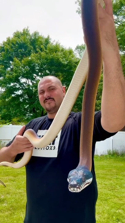 Big Northern White Lipped Python - YouTube