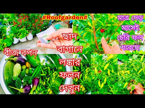 Chhadbagan thekei mitche poribarer lonkar  chahida//kichu siter bij bopon//harvesting//