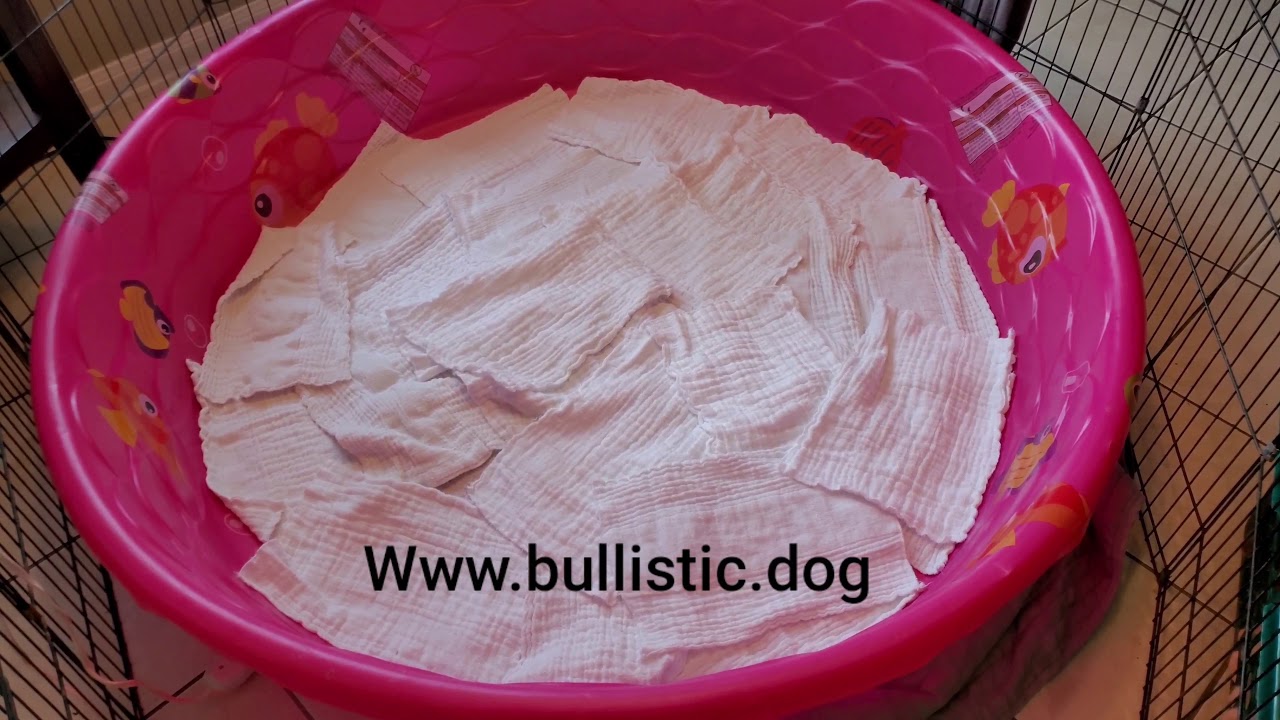 How to set up a whelping area for Olde English Bulldogge - YouTube