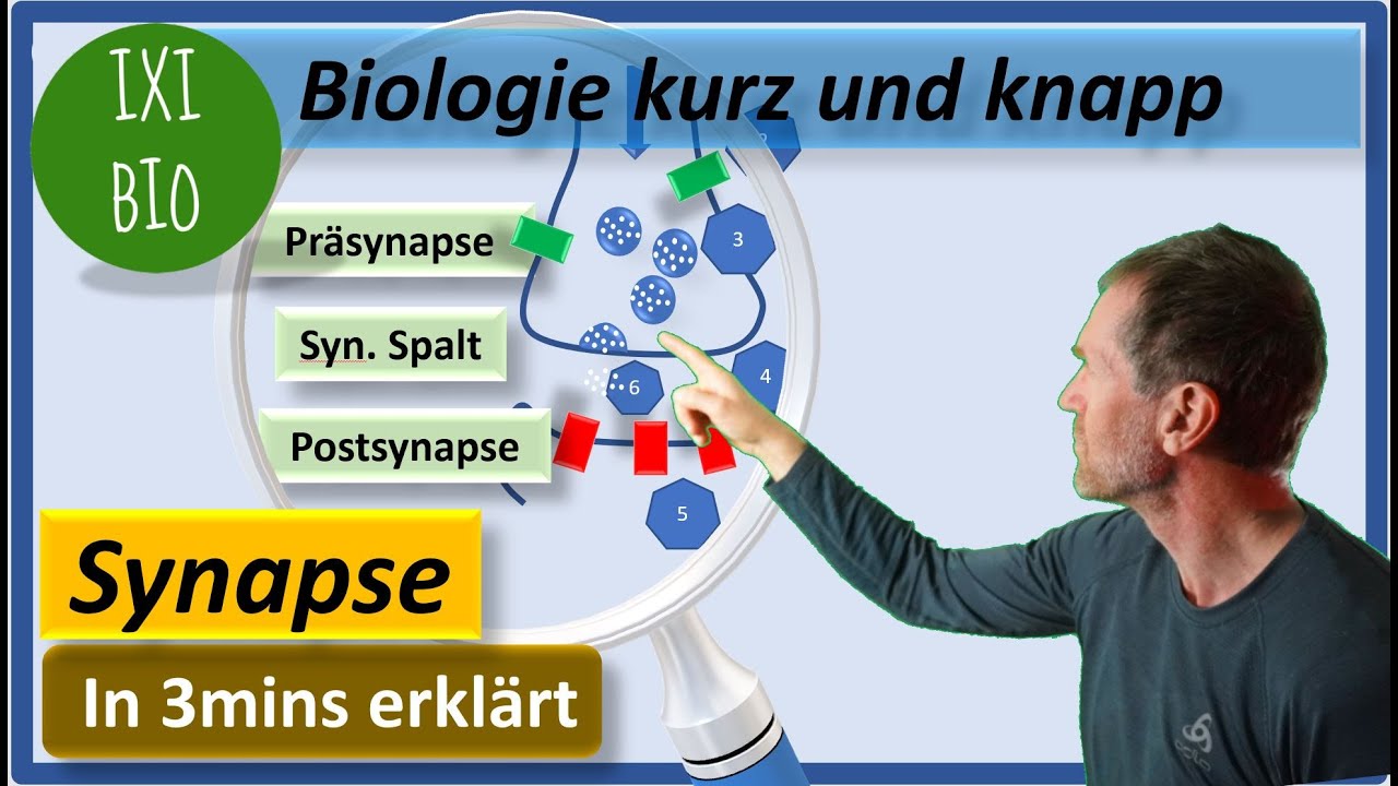 Aufbau und Funktionsweise chemische Synapse - Vorbereitung auf Biologie Abitur =15 Punkte in Bio ...