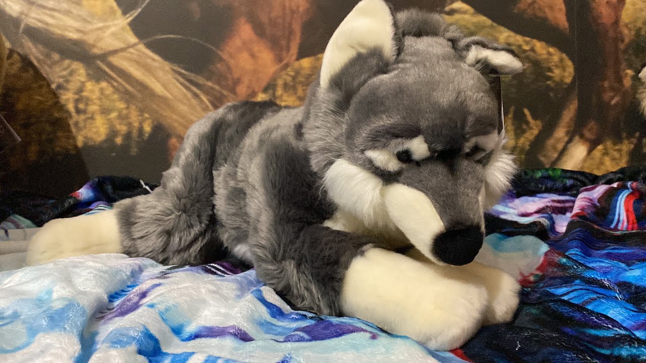 Prime Shiba Quil Unboxing!!!! - YouTube