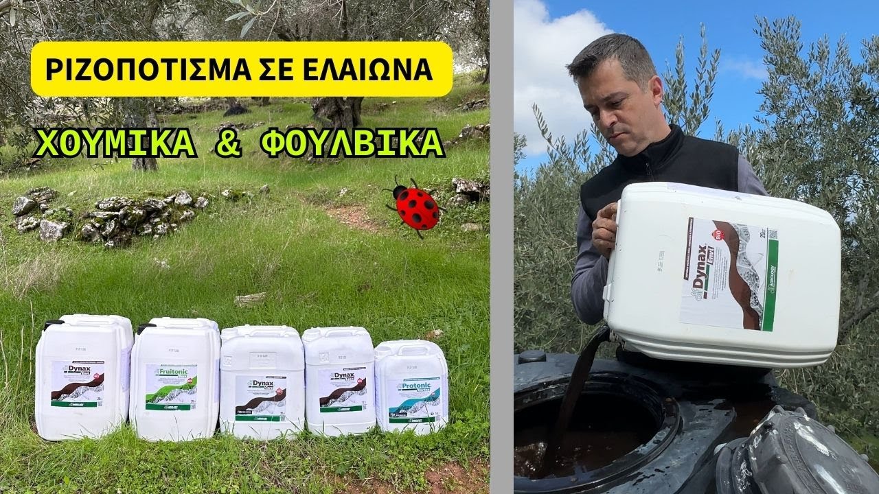 ΕΛΙΕΣ ΡΙΖΟΠΟΤΙΣΜΑ ΜΕ ΧΟΥΜΙΚΑ & ΦΟΥΛΒΙΚΑ ΟΞΕΑ - YouTube