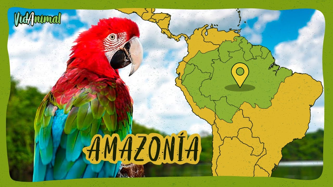 AMAZONAS SALVAJE: Toda su fauna extraordinaria. - YouTube