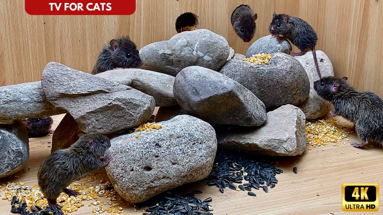 Mice hide and seek in Rocks to Entertain the Cats | Cat Games Mice ...