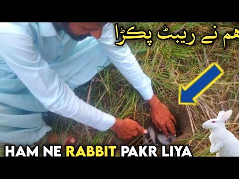 Hm ne rabbit ko pkr liya, We caught the rabbit - YouTube