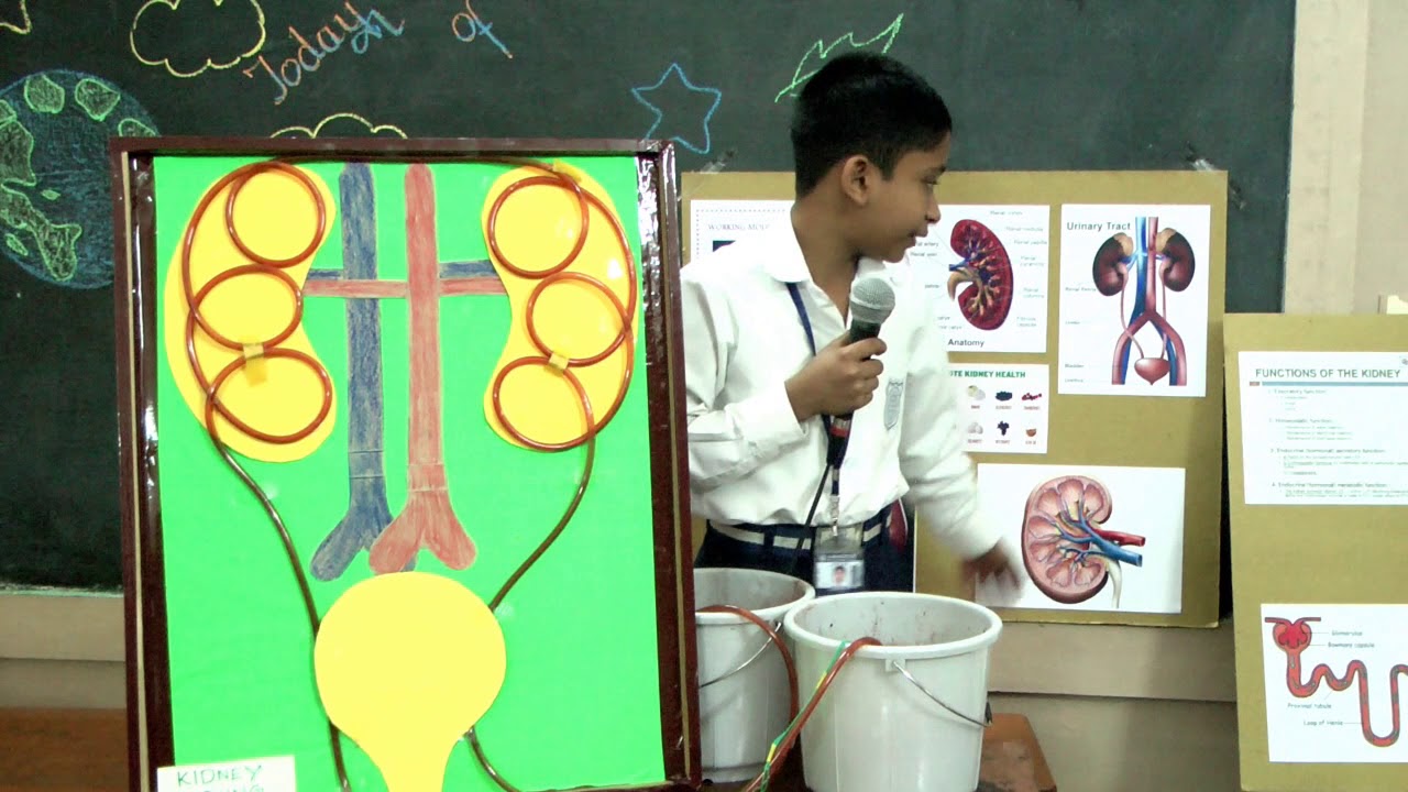 7125 - WORKING MODEL OF A KIDNEY - YouTube