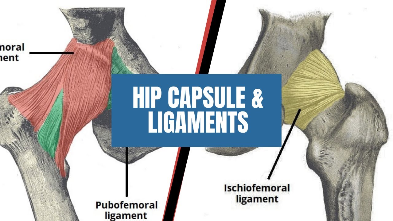 Hip Capsule & Ligaments | Anatomy Explained - YouTube