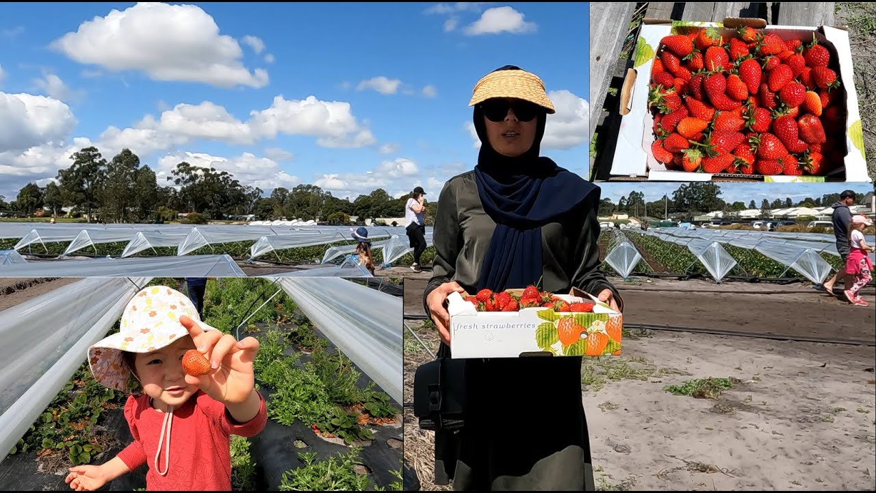 Picking Strawberries With Family At Strawberry Farm Perth Australia ...