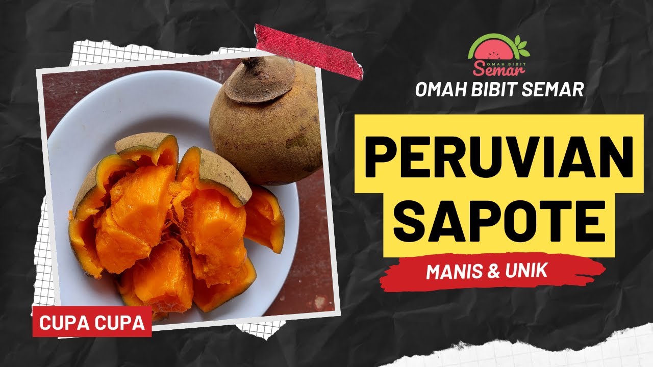 PERUVIAN PERU|CUPA - CUPA|ISTIMEWA MANIS DAN SANGAT UNIK - YouTube