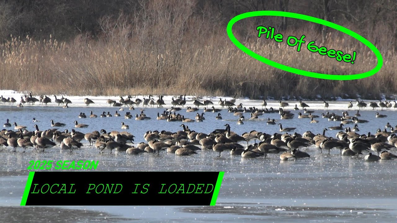 Waterfowl Roost | SIGHTS AND SOUNDS | Pile Of Geese - YouTube