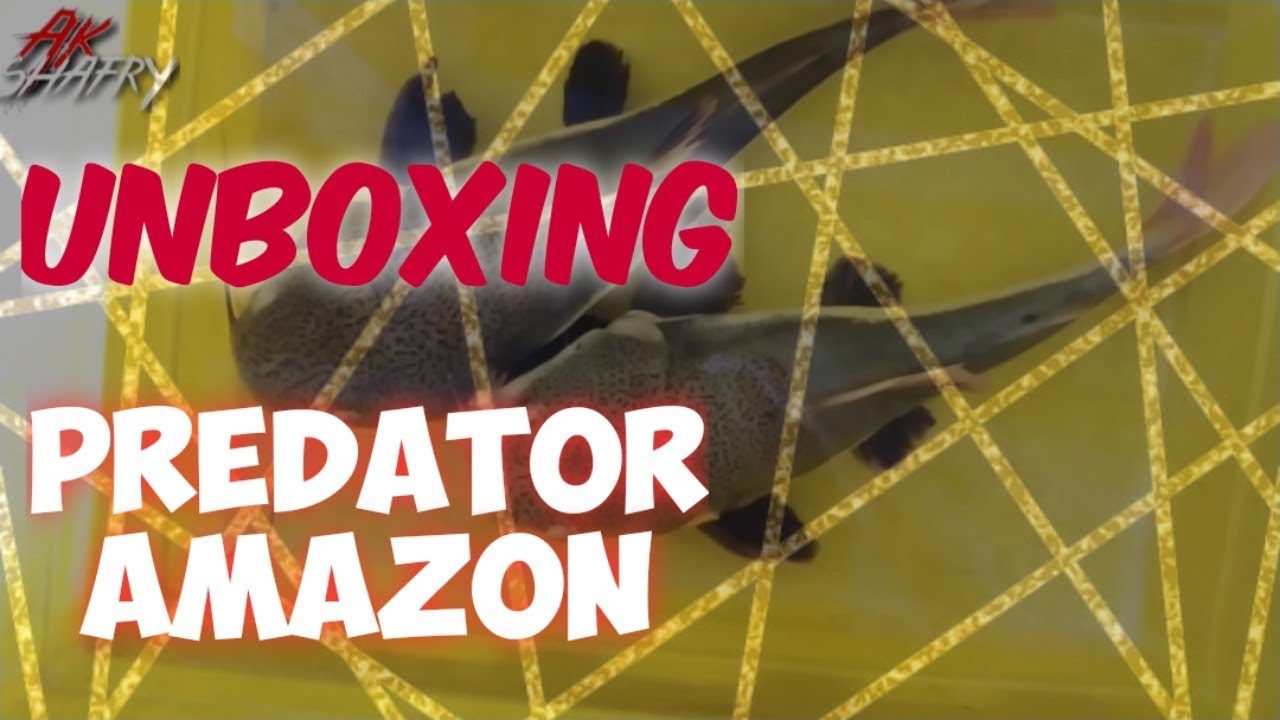 IKAN LELE AMAZON//RTC//REDTAILCATEFISH// unboxing iwak predtaor lele ...
