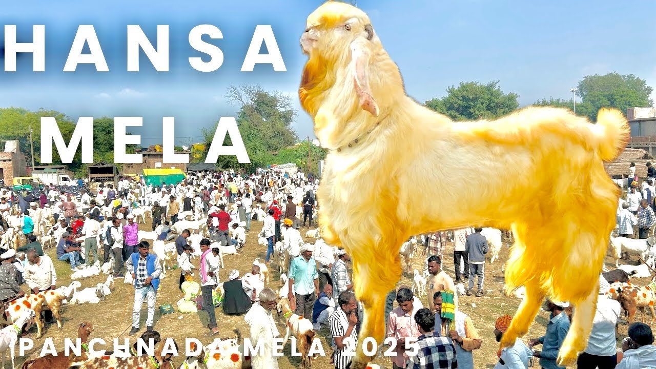 Panchnada Mela 2025 Hansa Bakro Ka Sabse Bada Mela कैसा रहा मेला - YouTube