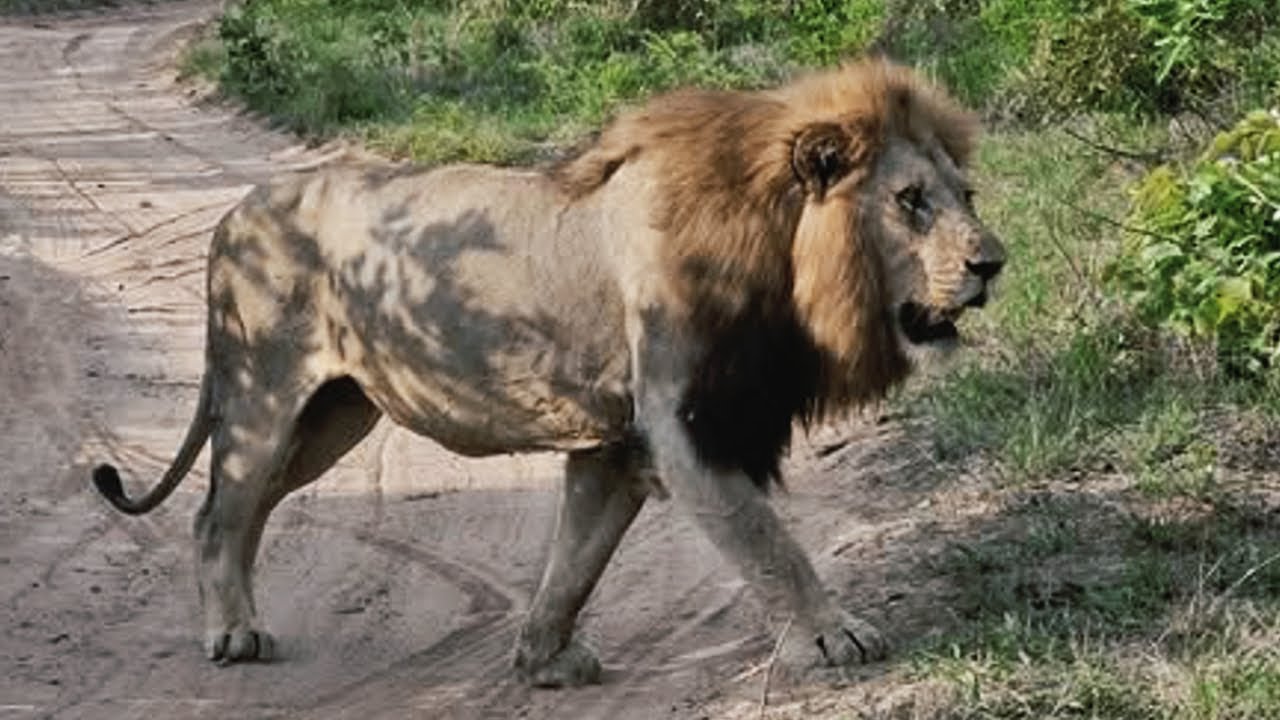 Plains Camp Male Lion with Ximungwe Lioness | 5 December 2024 - YouTube