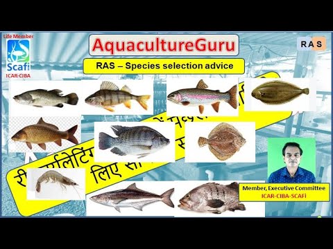 AquacultureGuru - RAS - Species selection advice - कौन सी मछली की ...
