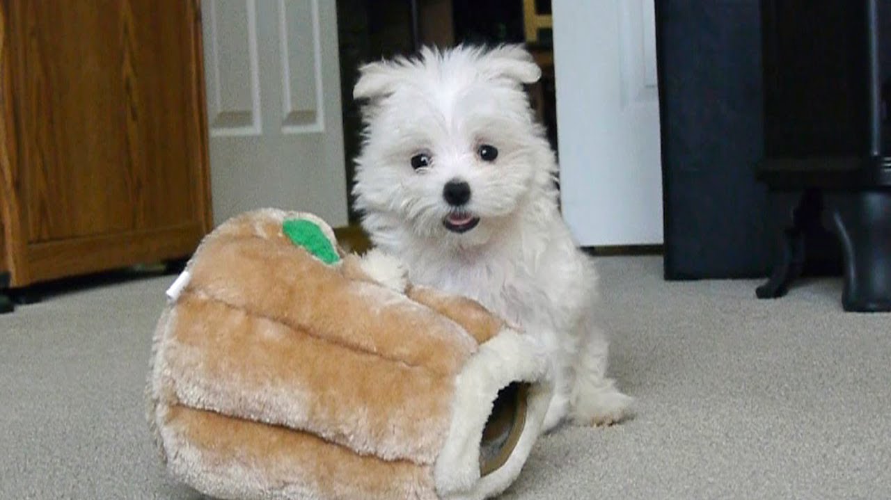Cute Maltese puppy dog playing with toy tree stump funny videos ...