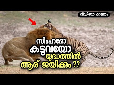 സിംഹമോ കടുവയോ 😯 | LION VS TIGER who will win ! Lion video malayalam ...