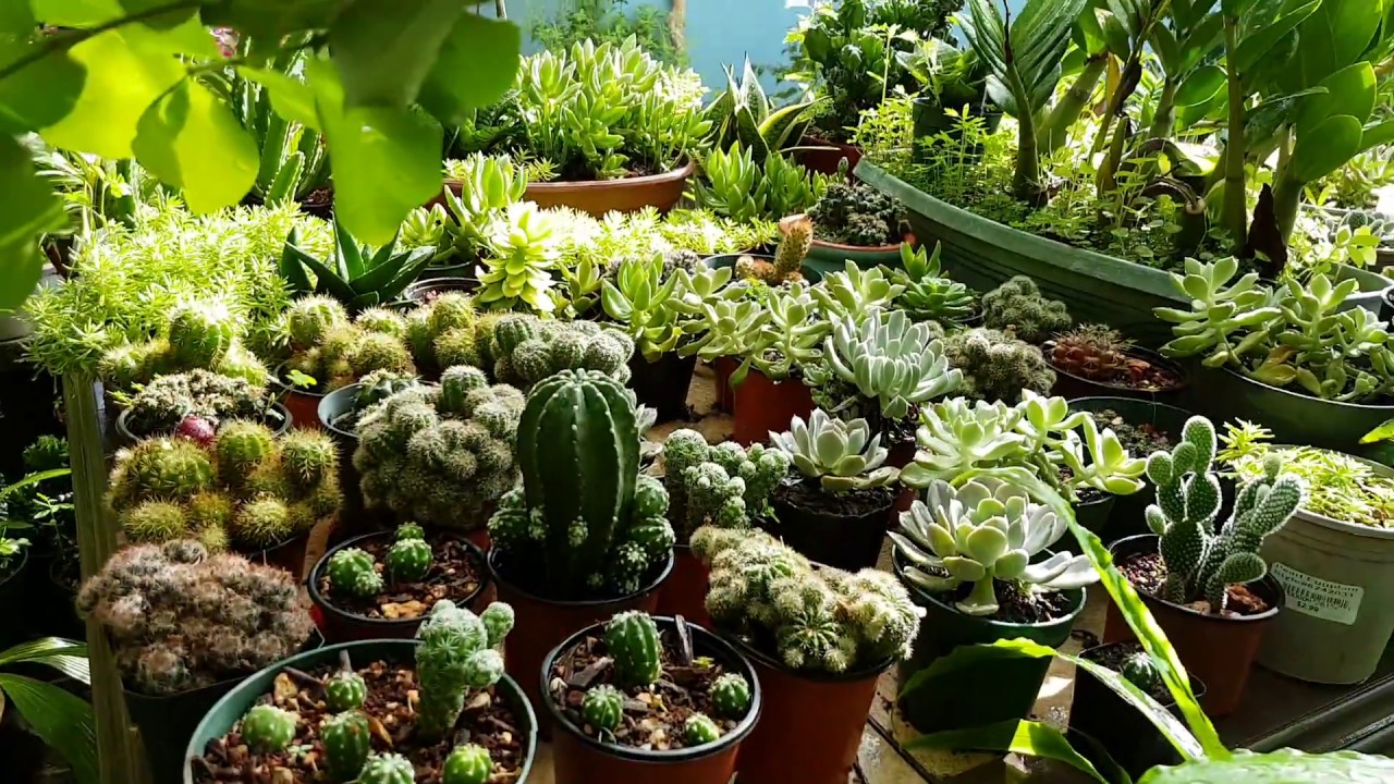 Quick garden tour - YouTube