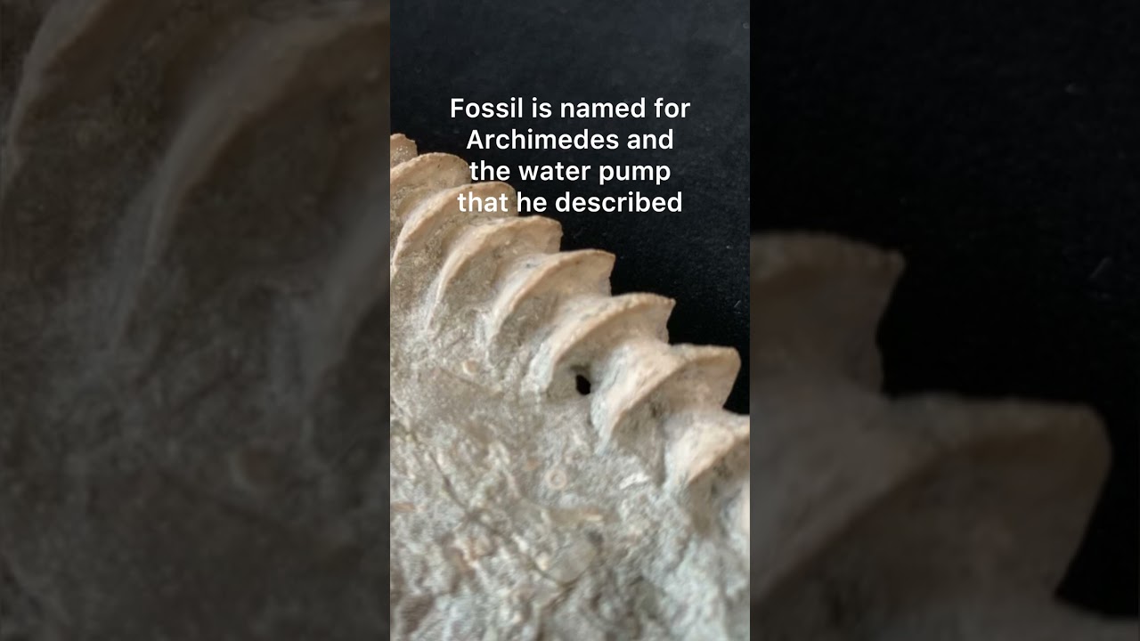 Archimedes Screw Fossil