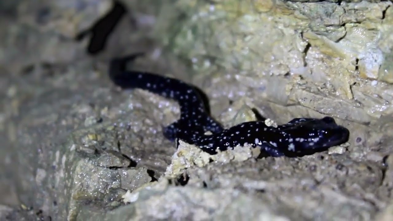 Cool Arkansas Cave Critters-October Herping - YouTube