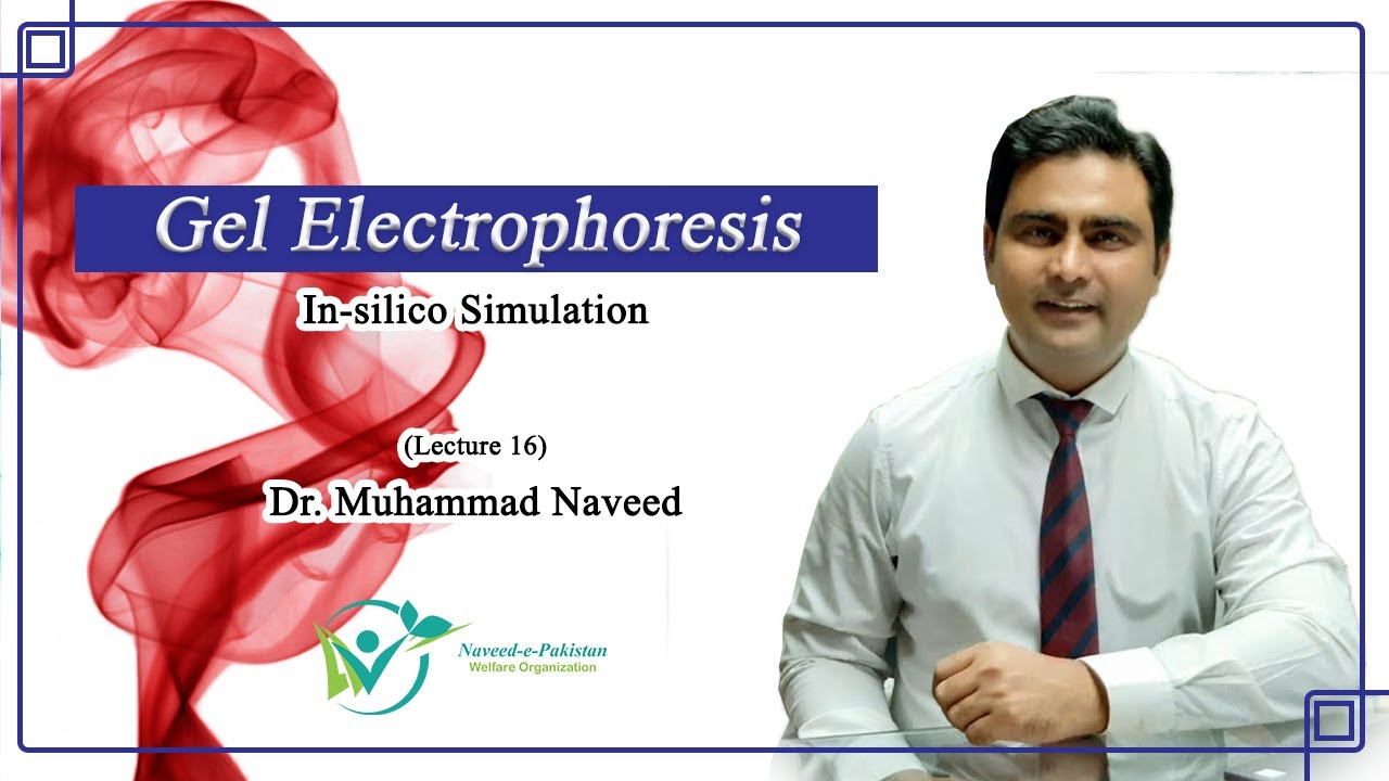 In-silico Gel Electrophoresis | Gel Simulation | SnapGene | Lecture 16 ...