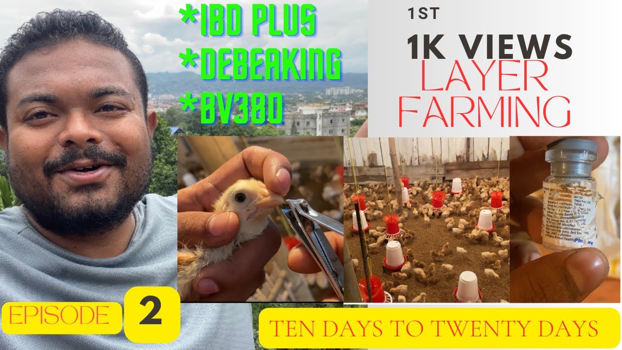 Layer Farming Assam | BV380 Brooding management | IBD plus vaccine ...