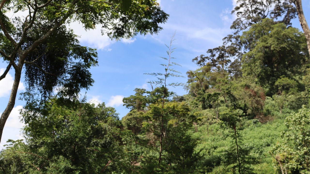 Nyeri Hill transformation through tree planting - YouTube