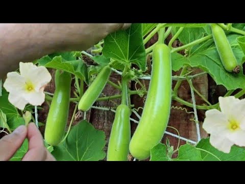 Bottle Gourd Plant | Lauki Plants Flowers Pollination | Hand ...