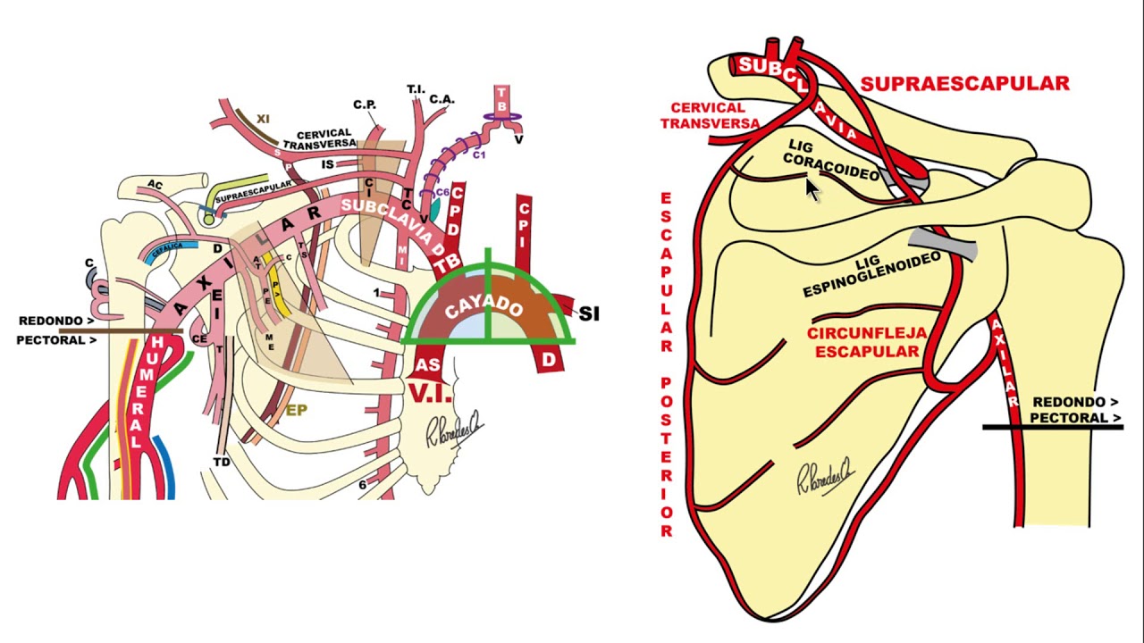 Anatoma Del Hombro Y Cintura Escapular