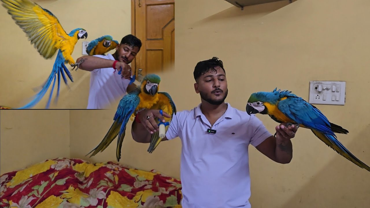 New full tamed Blue & gold macaw pair came to our Aviary From Bangalore ...
