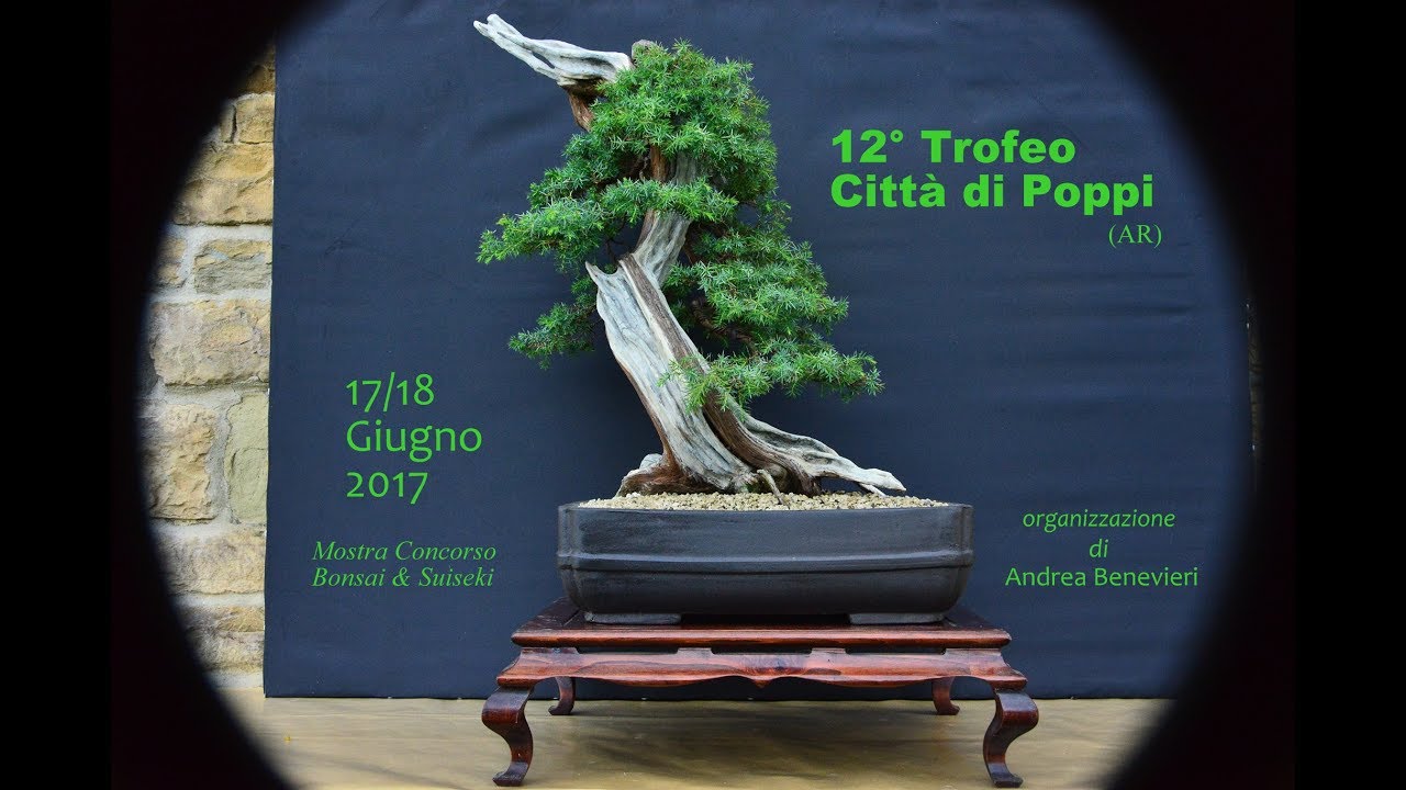 12° trofeo bonsai&suiseki città di Poppi, i Suiseki - YouTube